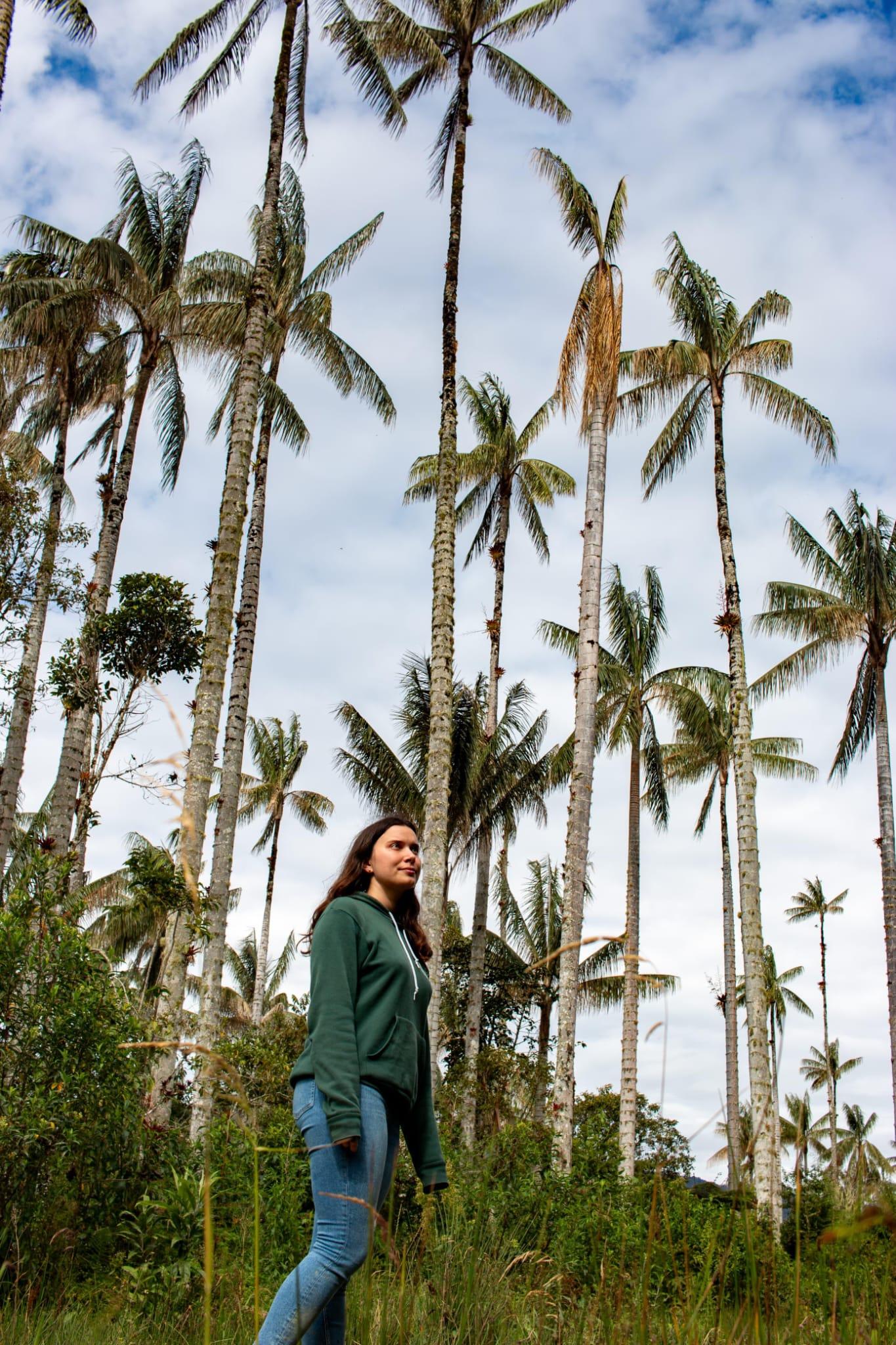 Peruvian Palm Trees | Reach the World